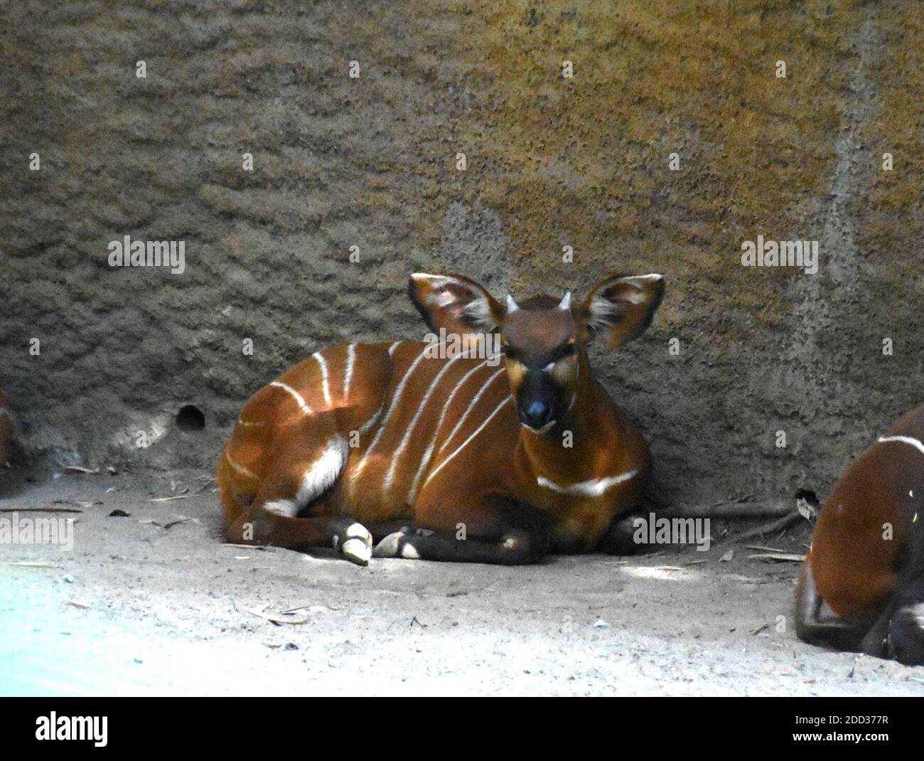 Baby mountain bongo hi-res stock photography and images - Alamy
