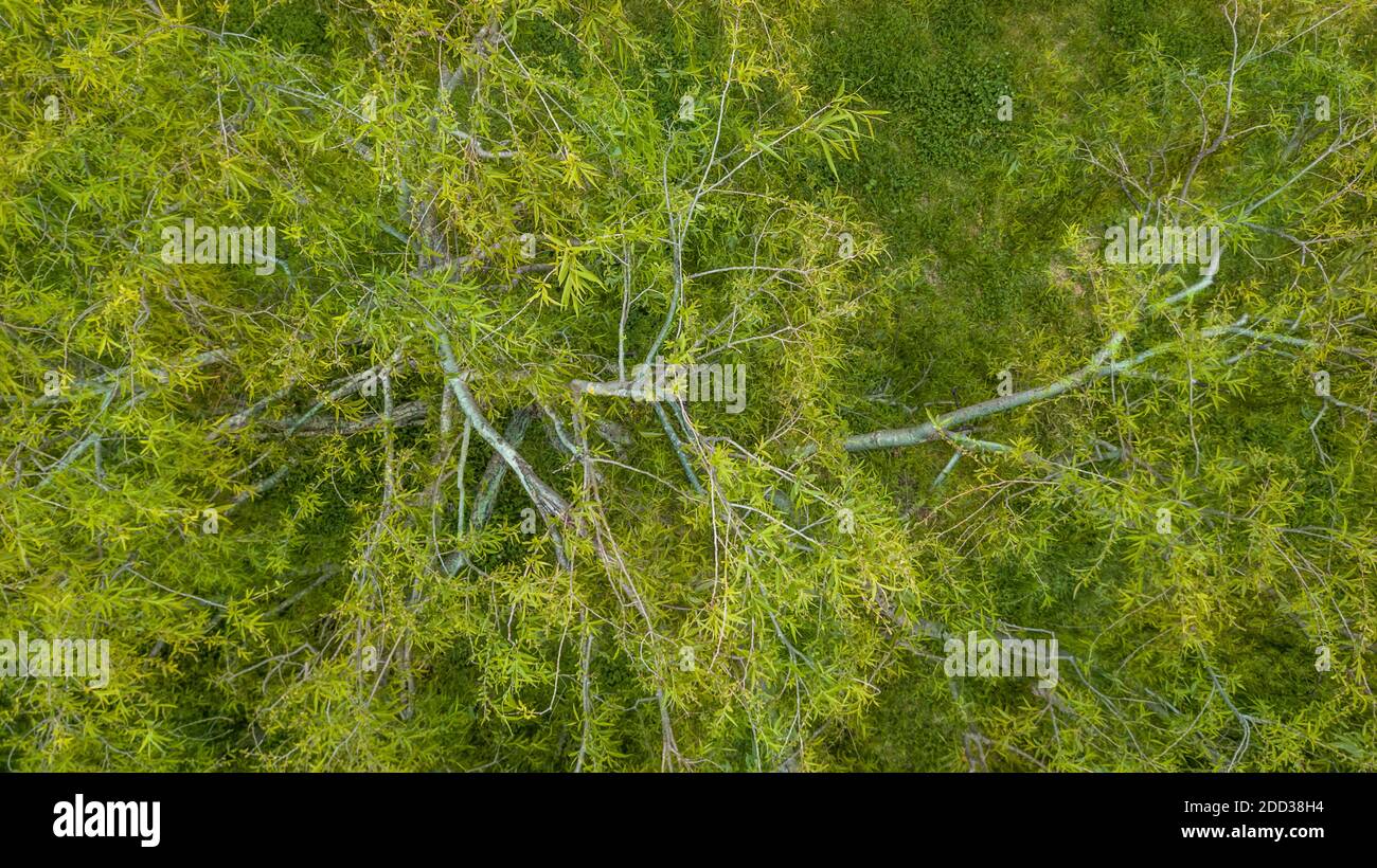 Leafy tree canopy hi-res stock photography and images - Alamy