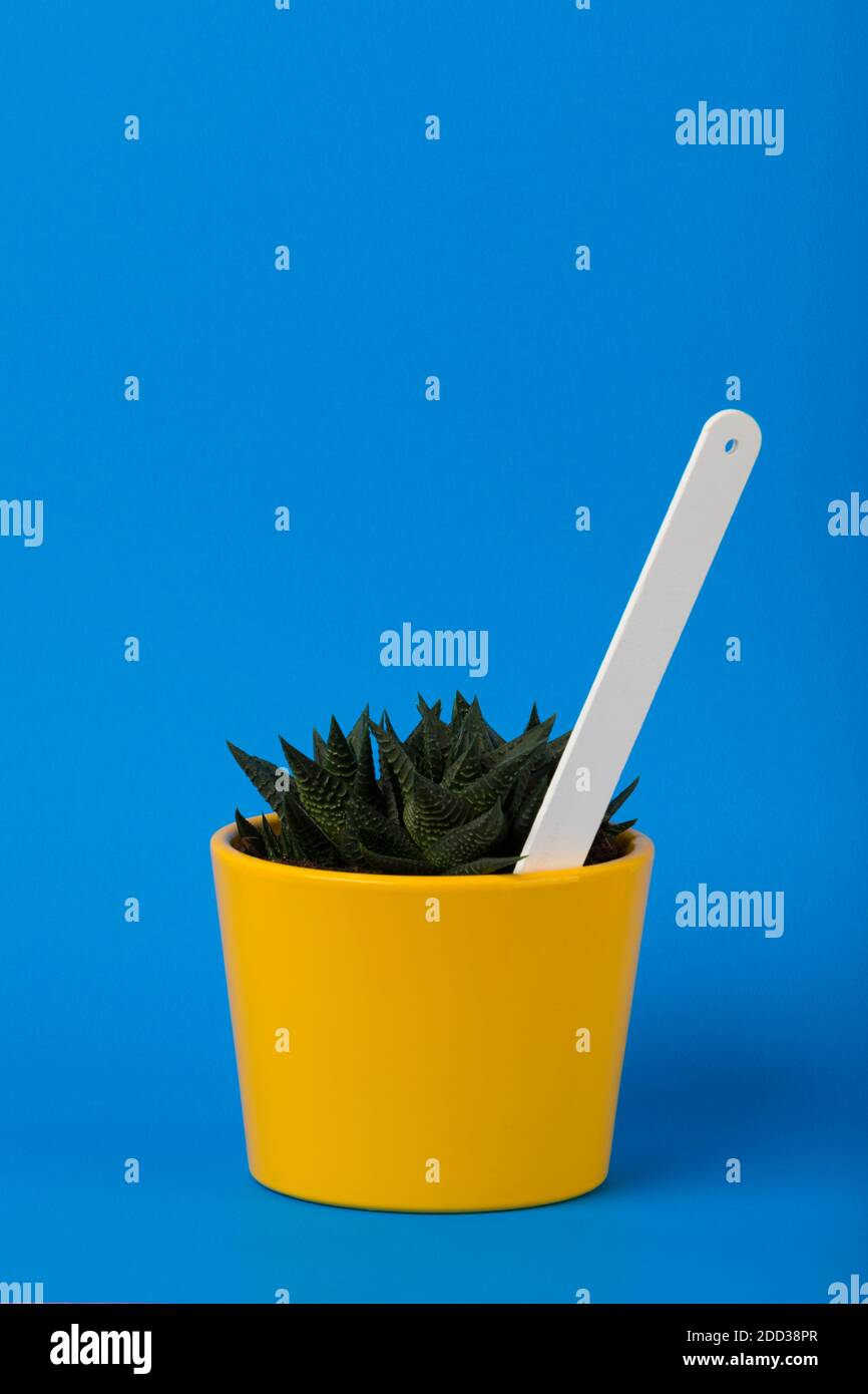 Small haworthiopsis limifolia succulent plant in yellow flower pot with ...