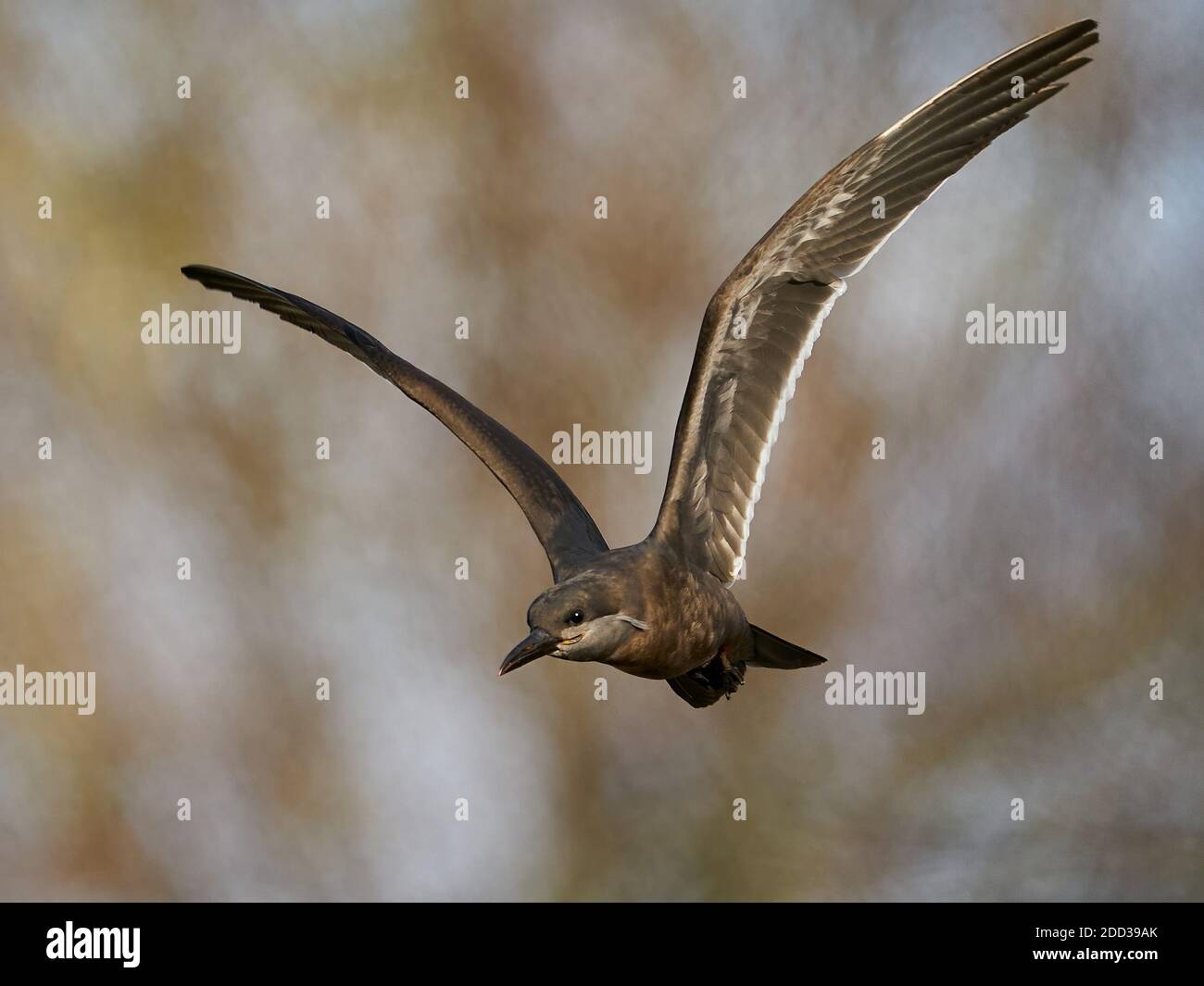 Juvenile inca tern hi-res stock photography and images - Alamy