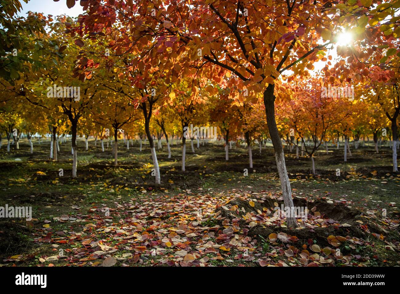 Chang red flowers, the Ming tombs in Beijing changping town seven Kong ...