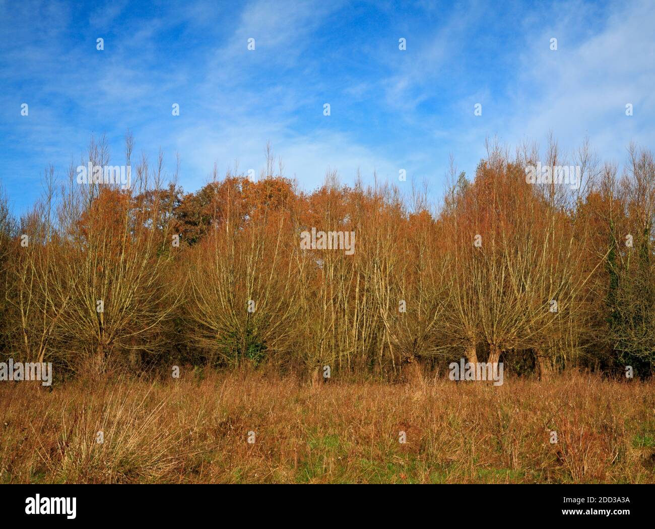 A view of pollarded willows at the edge of damp woodland in the Marston ...