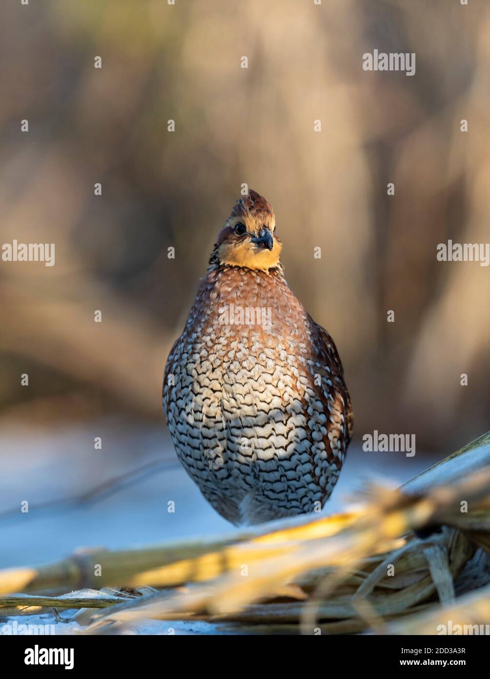 Bobwhite quail on a an early winter day in Kansas Stock Photo - Alamy