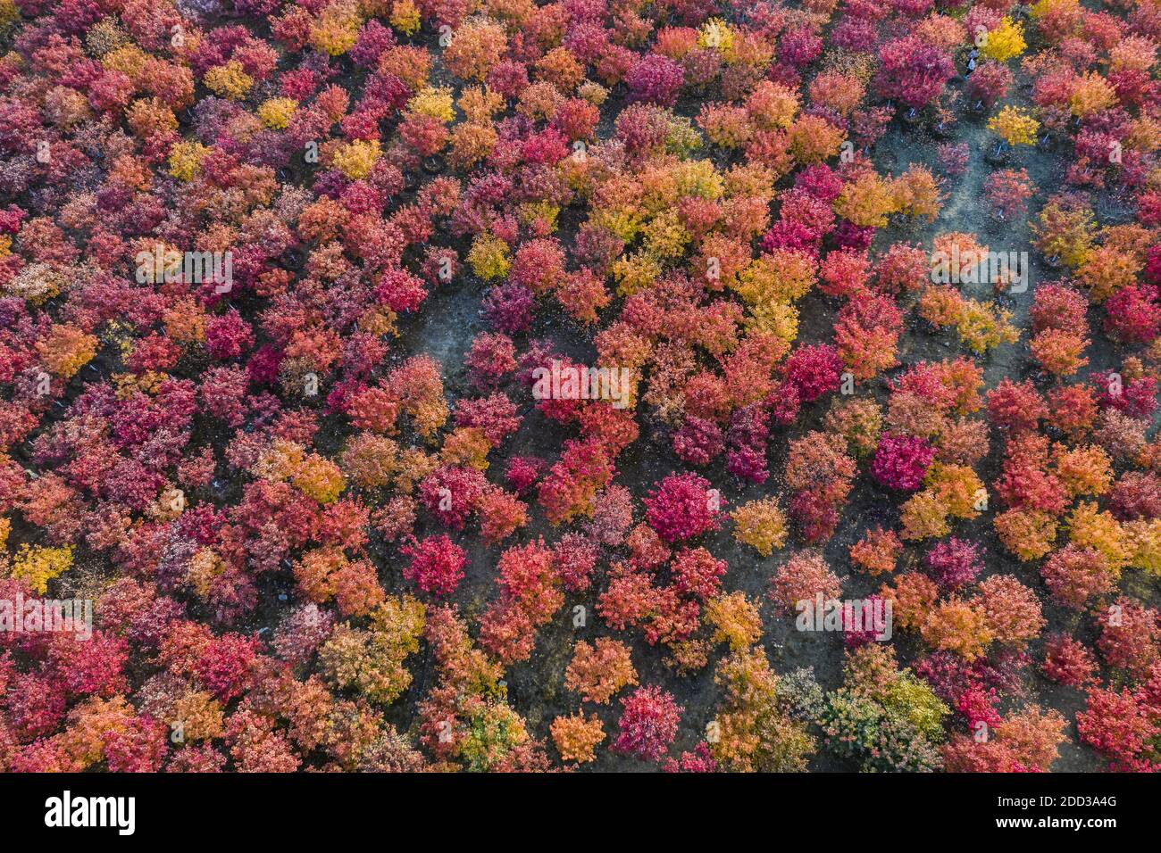 Chang red flowers, the Ming tombs in Beijing changping town seven Kong ...