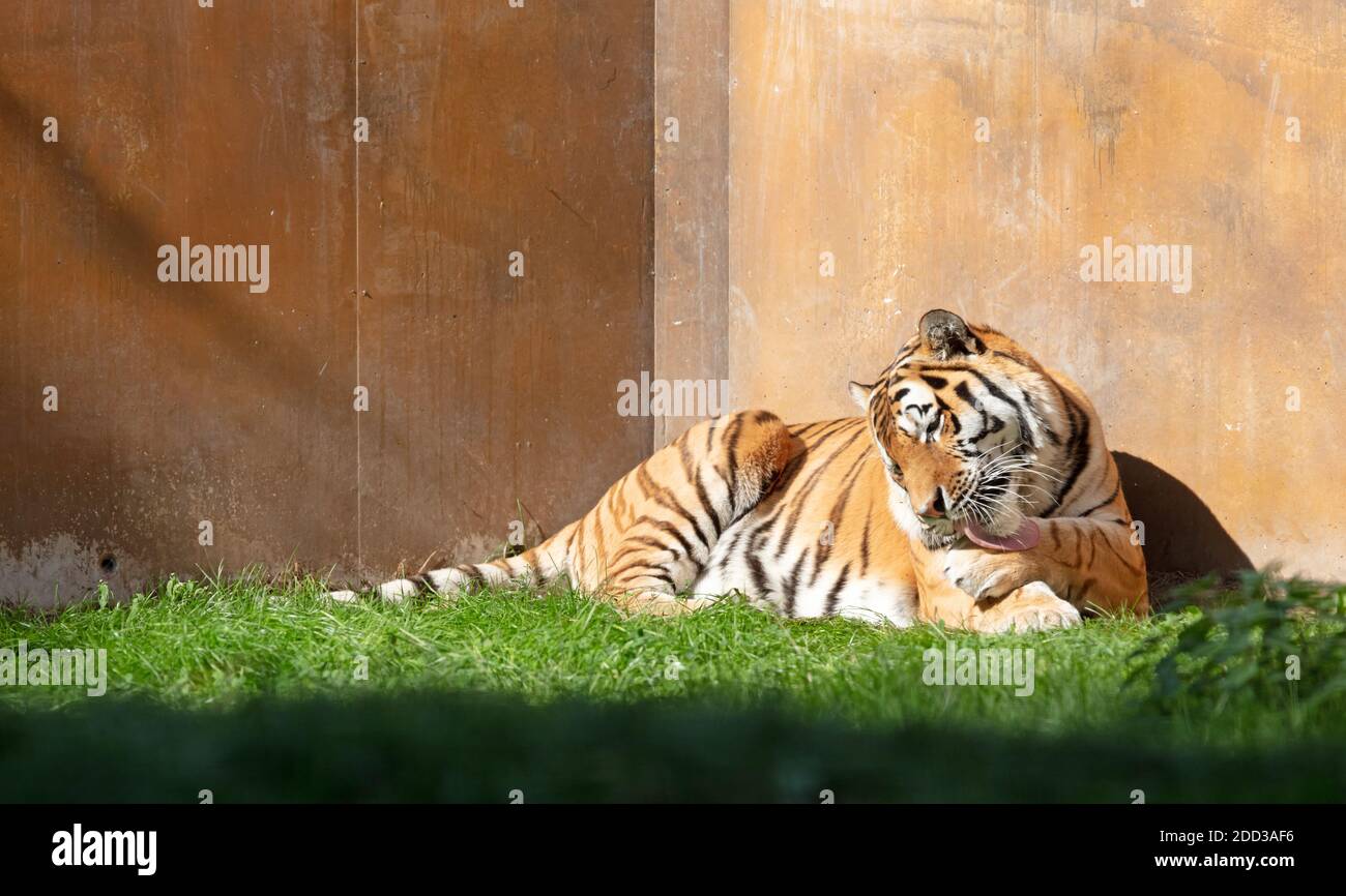 Tiger washing hi-res stock photography and images - Alamy
