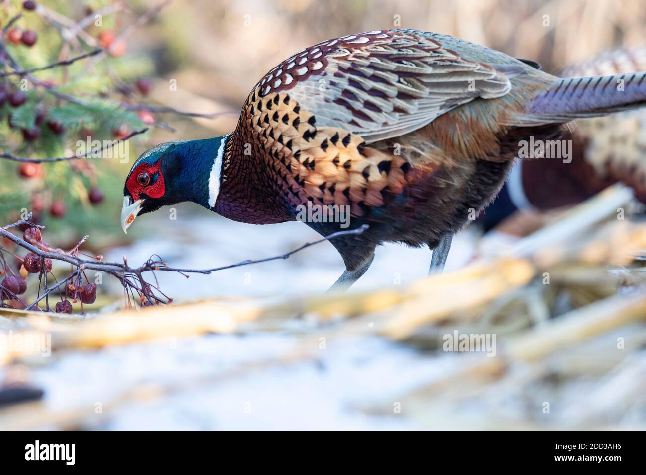 A rooster Pheasant on a nice winter day in South Dakota Stock Photo - Alamy