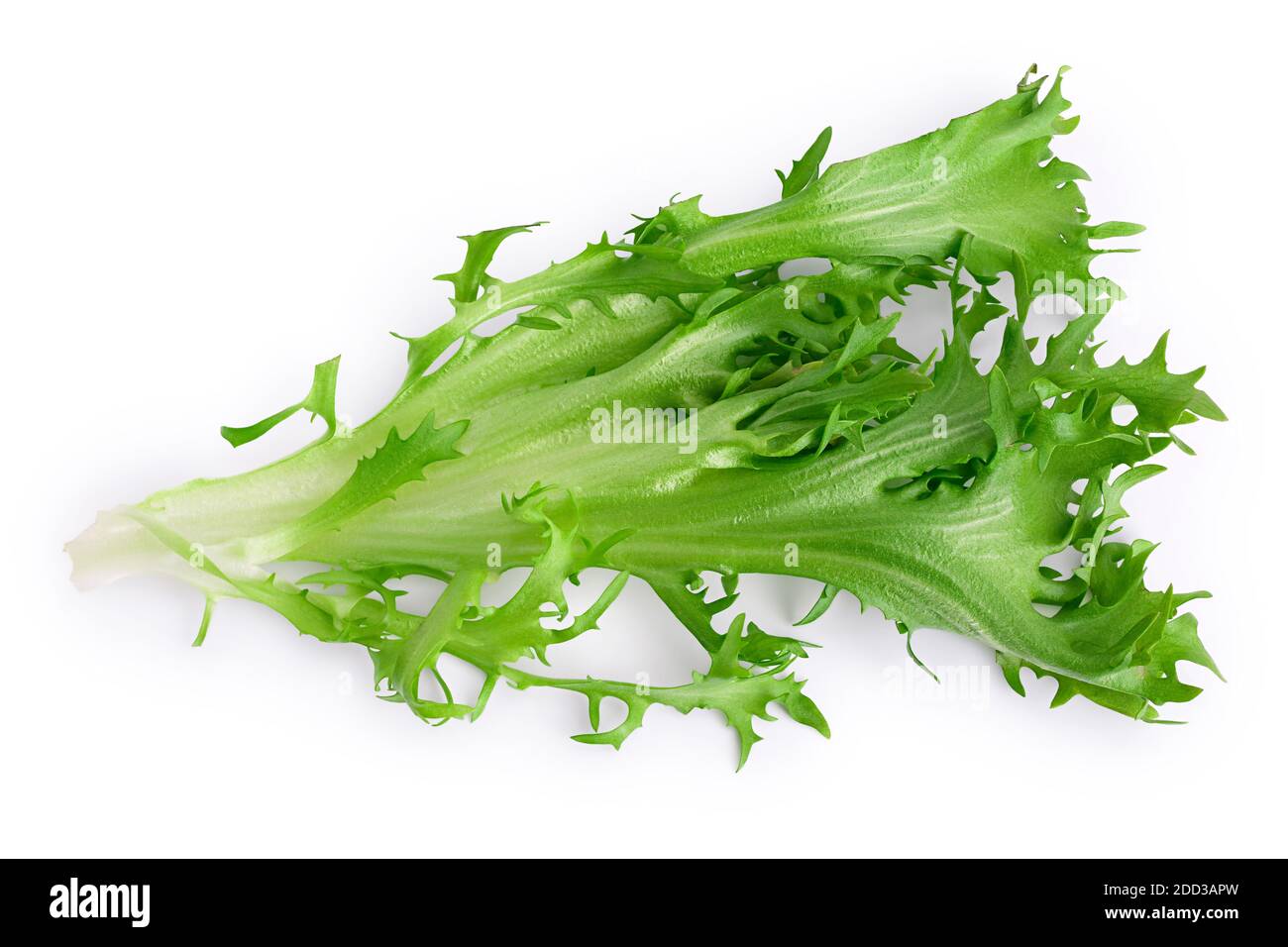 Fresh green leaves of endive frisee chicory salad isolated on white ...
