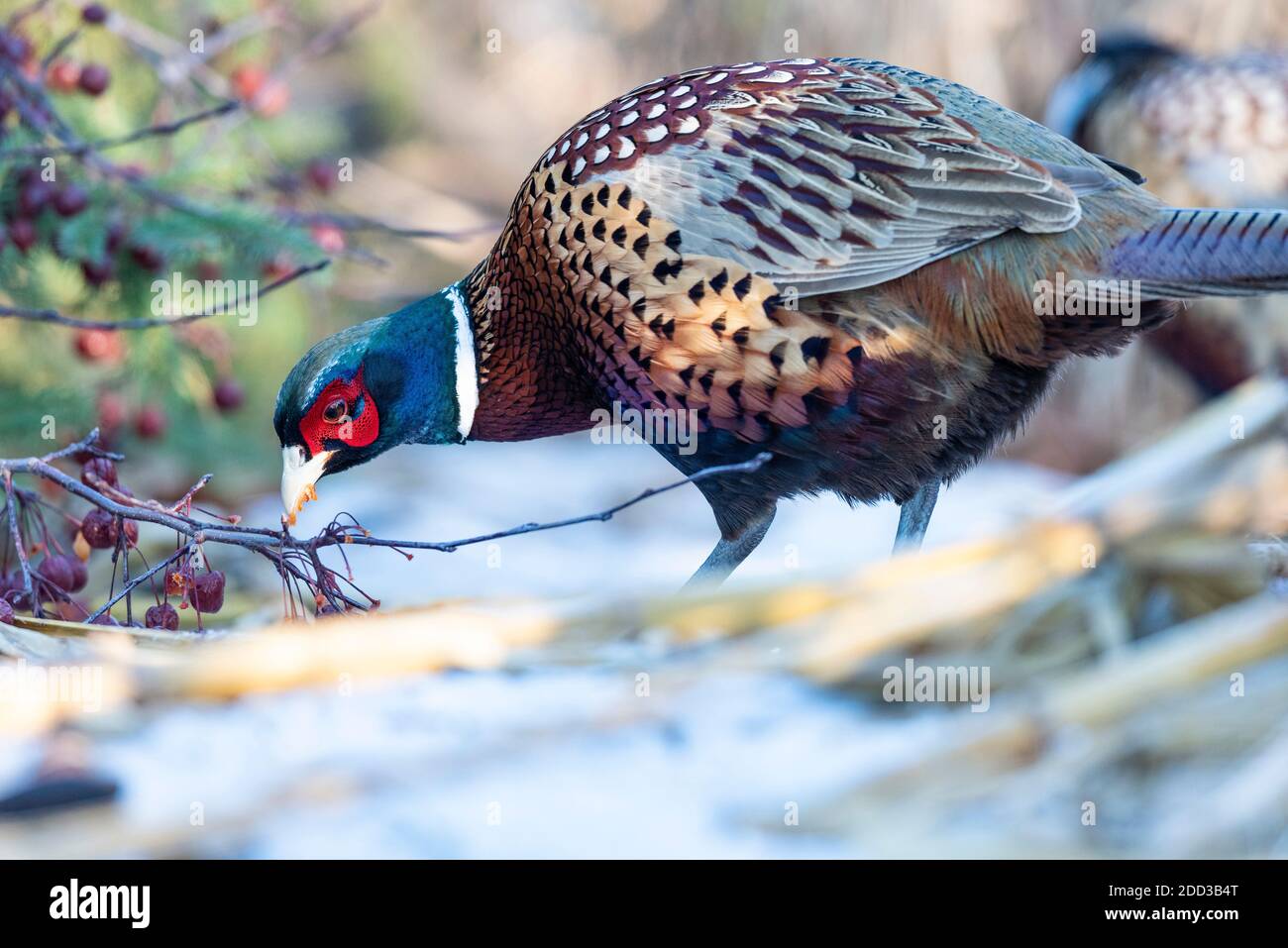 A rooster Pheasant on a nice winter day in South Dakota Stock Photo - Alamy