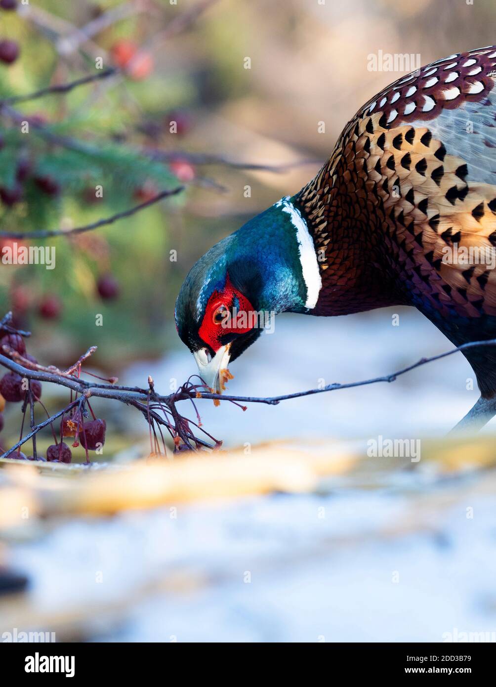 A rooster Pheasant on a nice winter day in South Dakota Stock Photo - Alamy