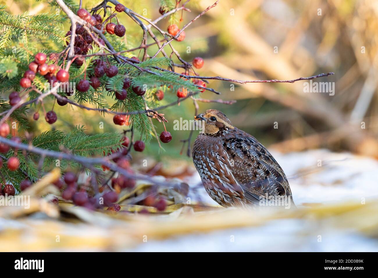 Bobwhite quail on a an early winter day in Kansas Stock Photo - Alamy