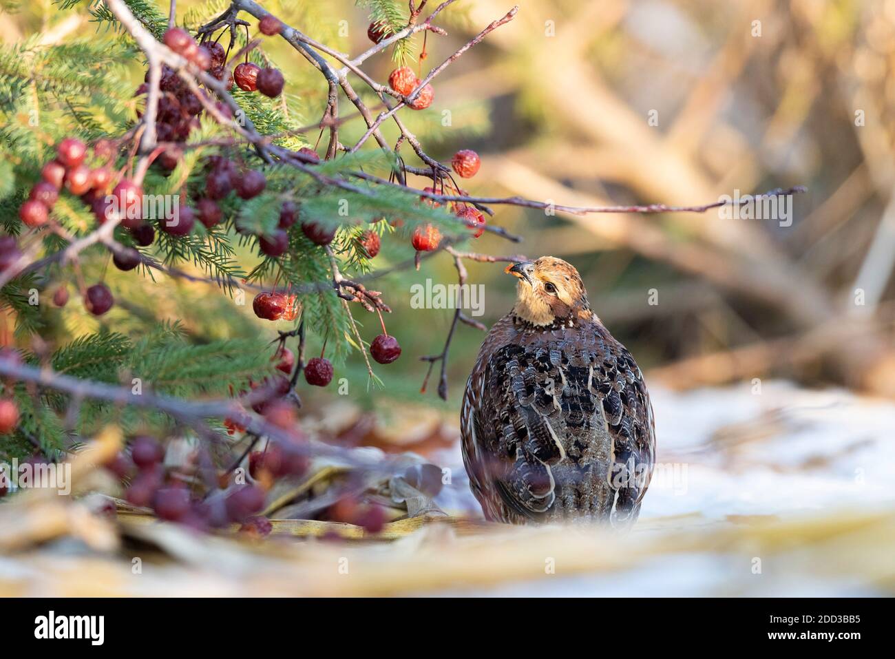 Bobwhite quail on a an early winter day in Kansas Stock Photo - Alamy