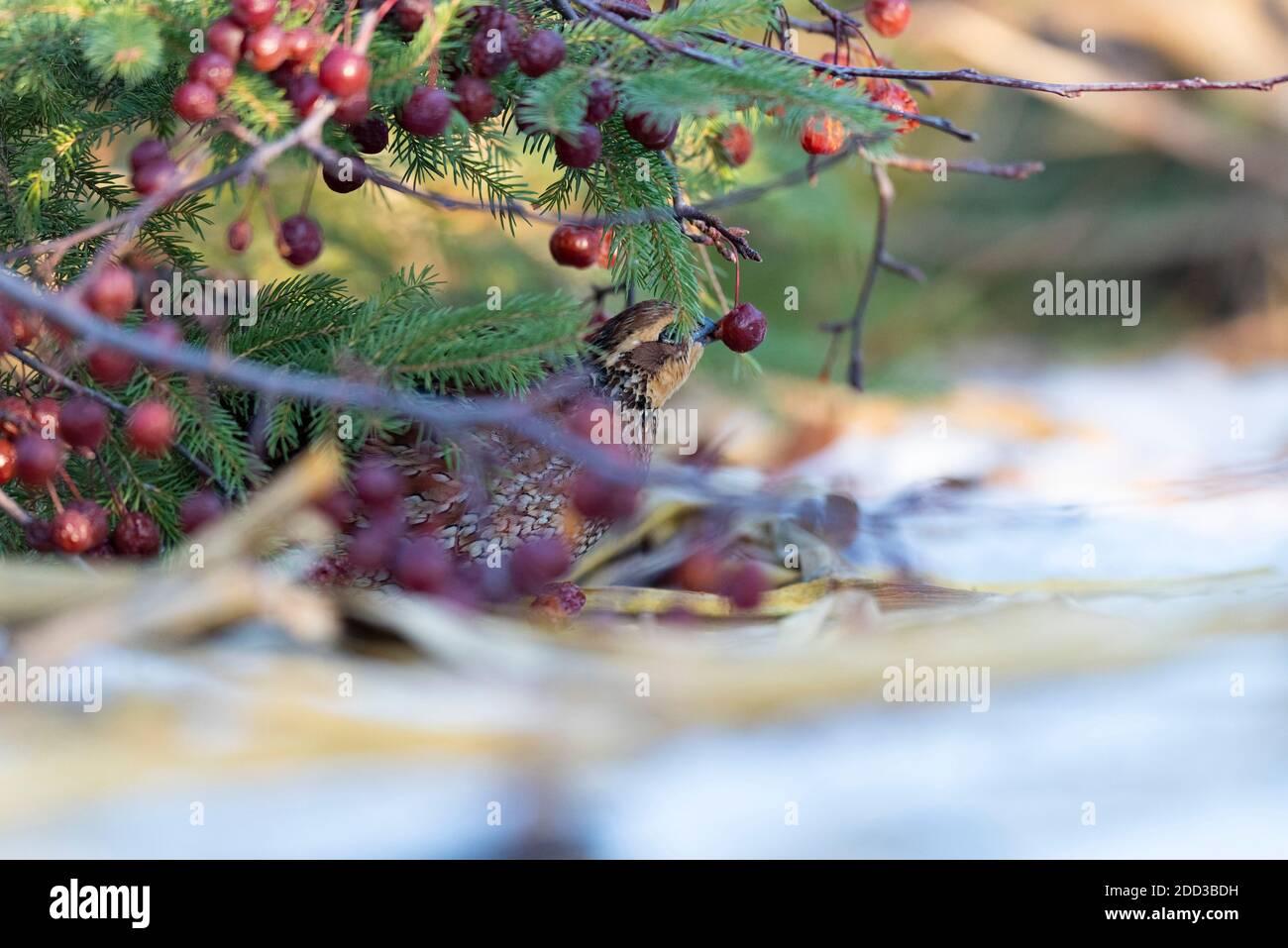 Bobwhite quail on a an early winter day in Kansas Stock Photo - Alamy