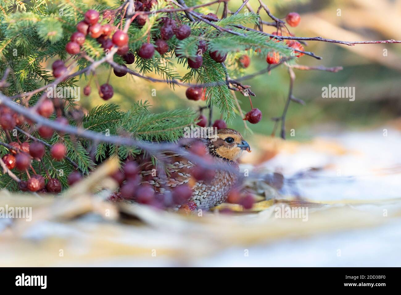 Bobwhite quail on a an early winter day in Kansas Stock Photo - Alamy