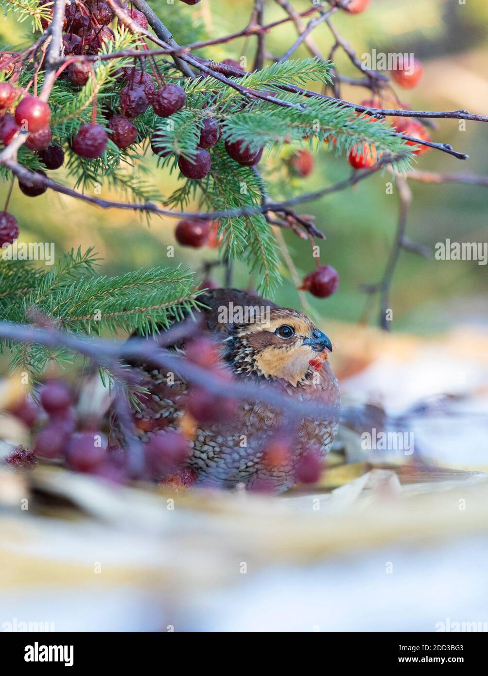 Bobwhite quail on a an early winter day in Kansas Stock Photo - Alamy