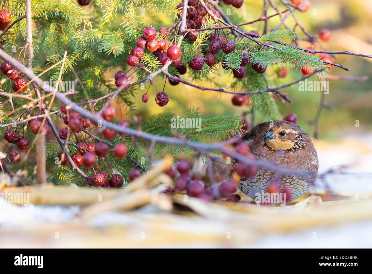Bobwhite quail on a an early winter day in Kansas Stock Photo - Alamy