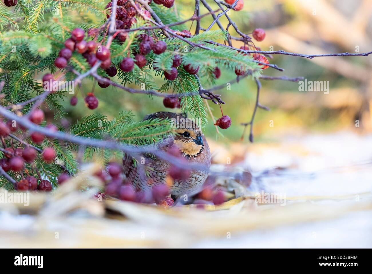 Bobwhite quail on a an early winter day in Kansas Stock Photo - Alamy