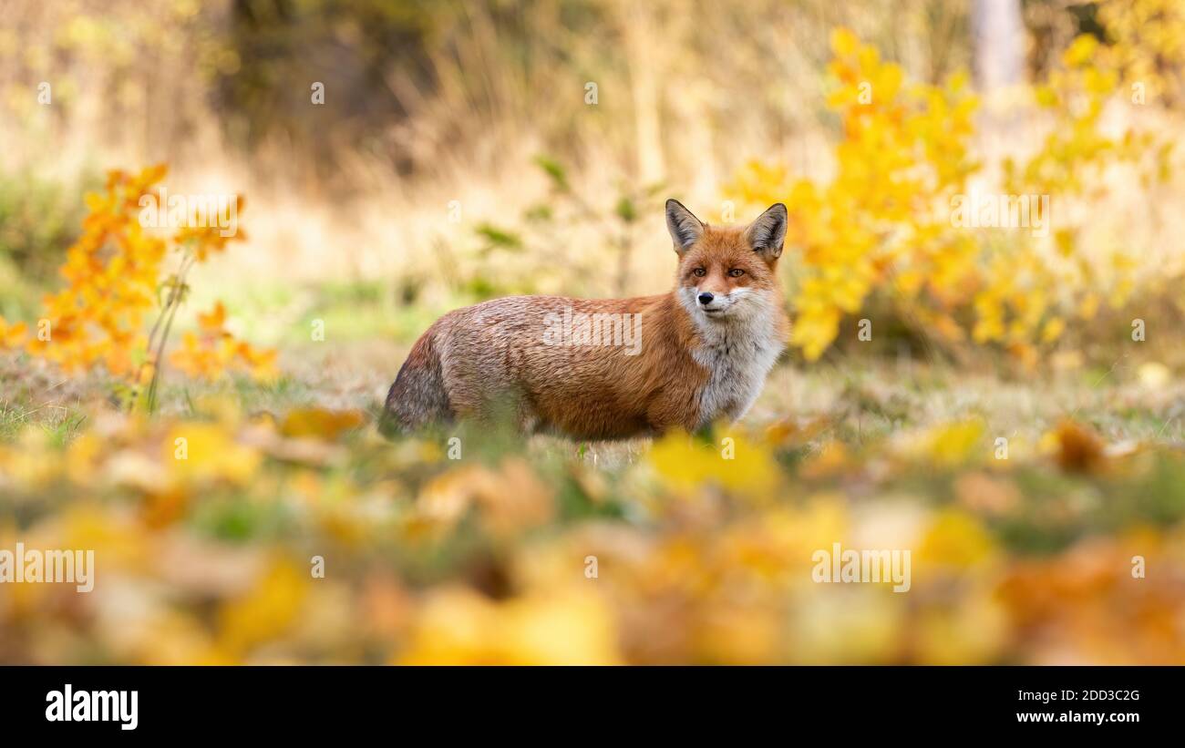 Red fox observing in colorful autumn nature from side Stock Photo - Alamy