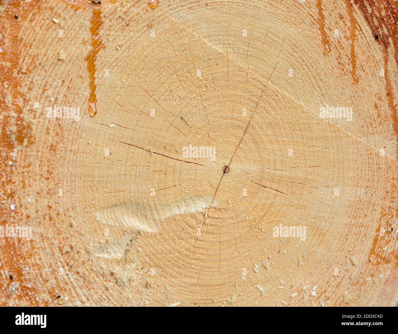 tree slice. actual resin Stock Photo - Alamy