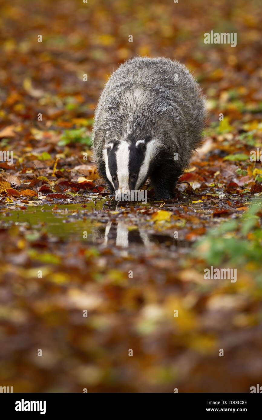 Thirsty european badger drinking from splash in autumn Stock Photo - Alamy