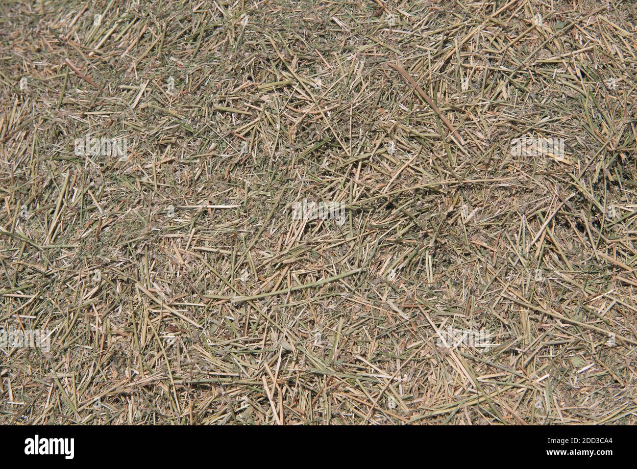Close up of straw background texture Stock Photo - Alamy