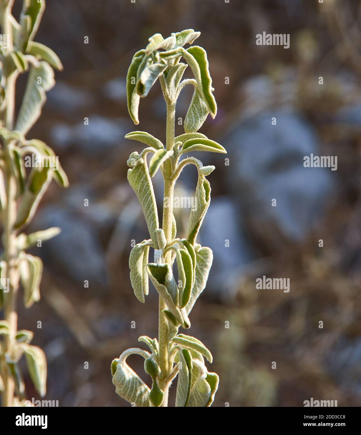 Salvia officinalis perennial, evergreen subshrub, with woody stems ...