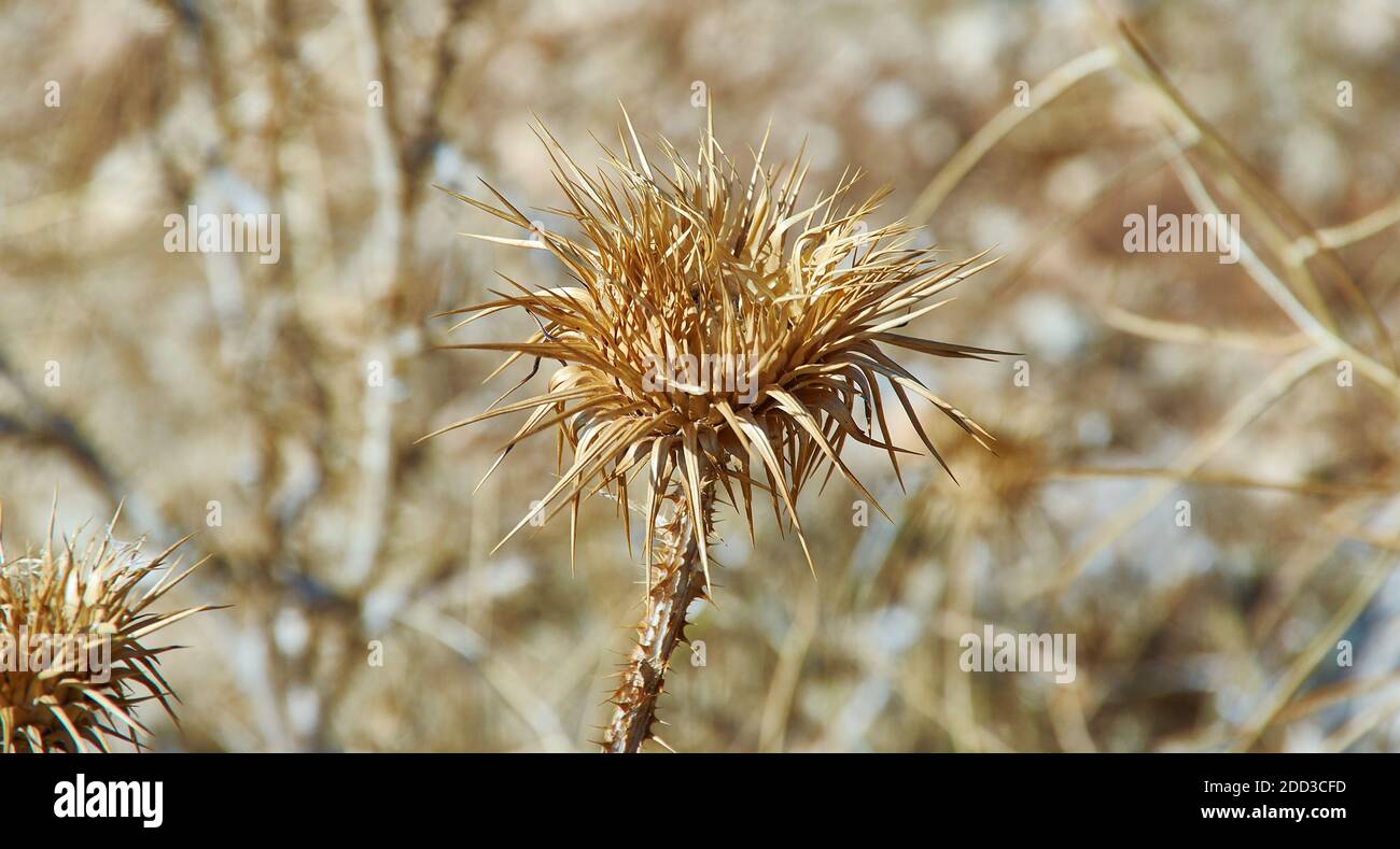 Dried flower Onopordum acanthium flowering plant in the family ...