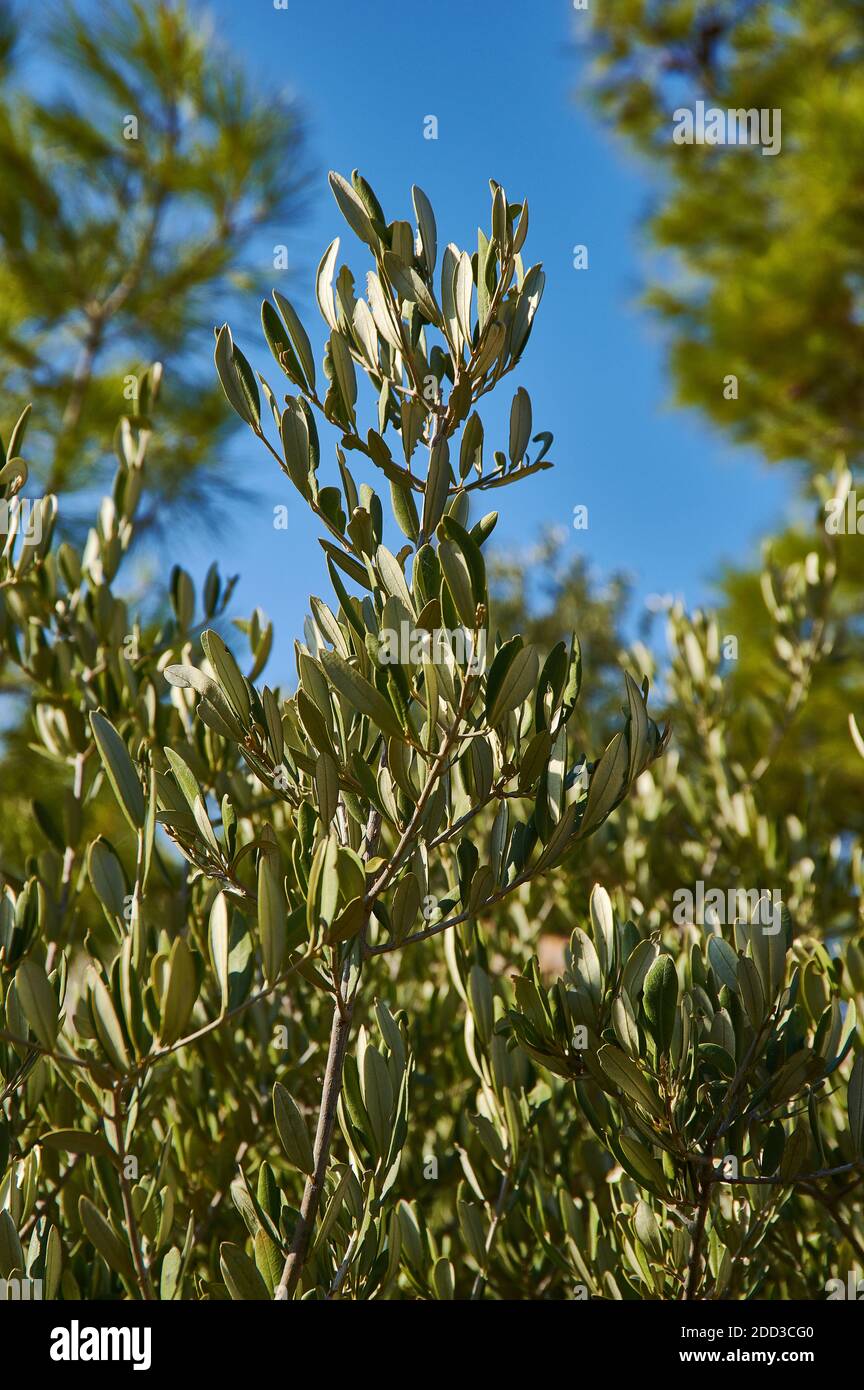 Laurus nobilis - aromatic evergreen tree or large shrub with green ...