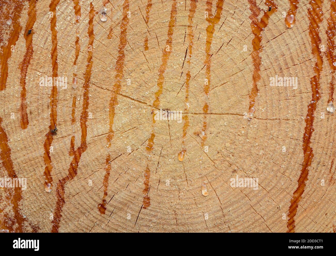 tree slice. actual resin Stock Photo - Alamy