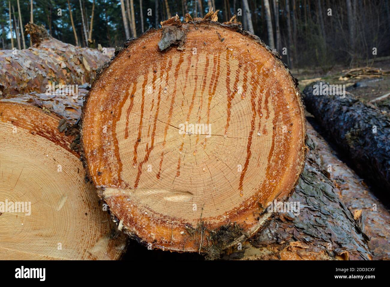 tree slice. actual resin Stock Photo - Alamy