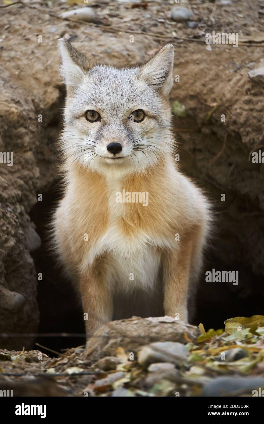 Animal sha hi-res stock photography and images - Alamy