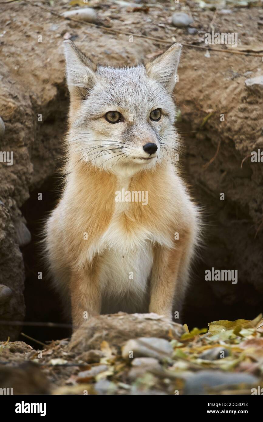 Sha hu hi-res stock photography and images - Alamy