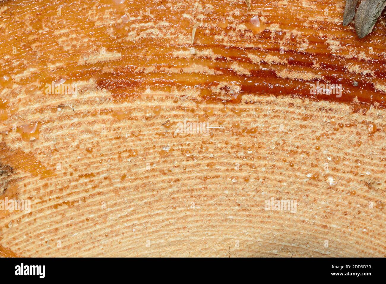 tree slice. actual resin Stock Photo - Alamy