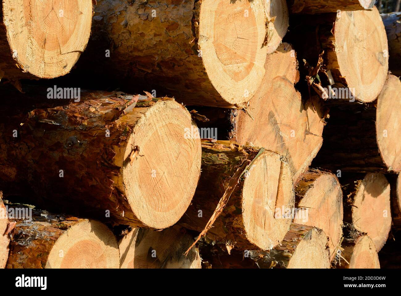 Logs. Billet.Felled trees, side view Stock Photo - Alamy