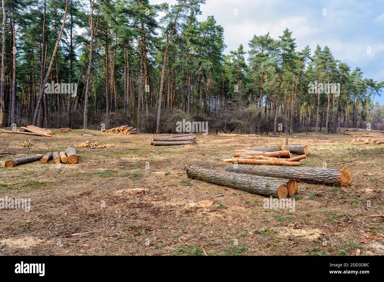 Cutting of trees. timber harvesting Stock Photo - Alamy
