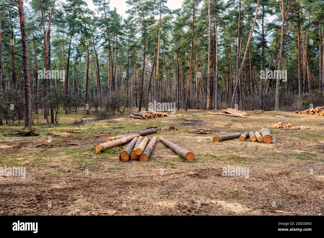 Cutting of trees. Ecology Stock Photo - Alamy