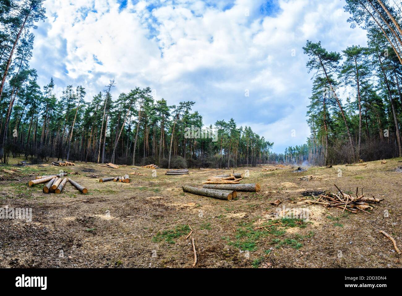 Cutting of trees. Deforestation Stock Photo - Alamy