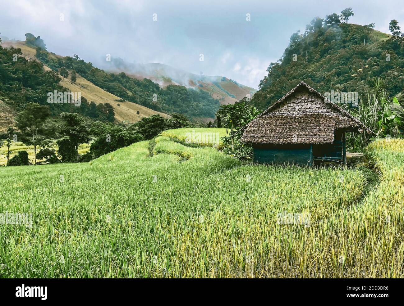 Rice Terraces in Doi inthanon national park in chiang Mai province ...