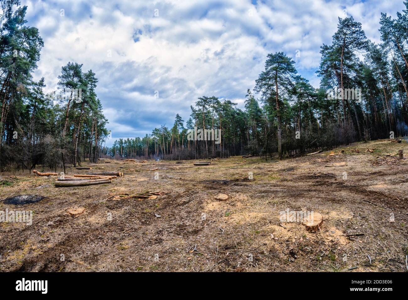 Cutting pine forest.Ecology and conservation Stock Photo - Alamy
