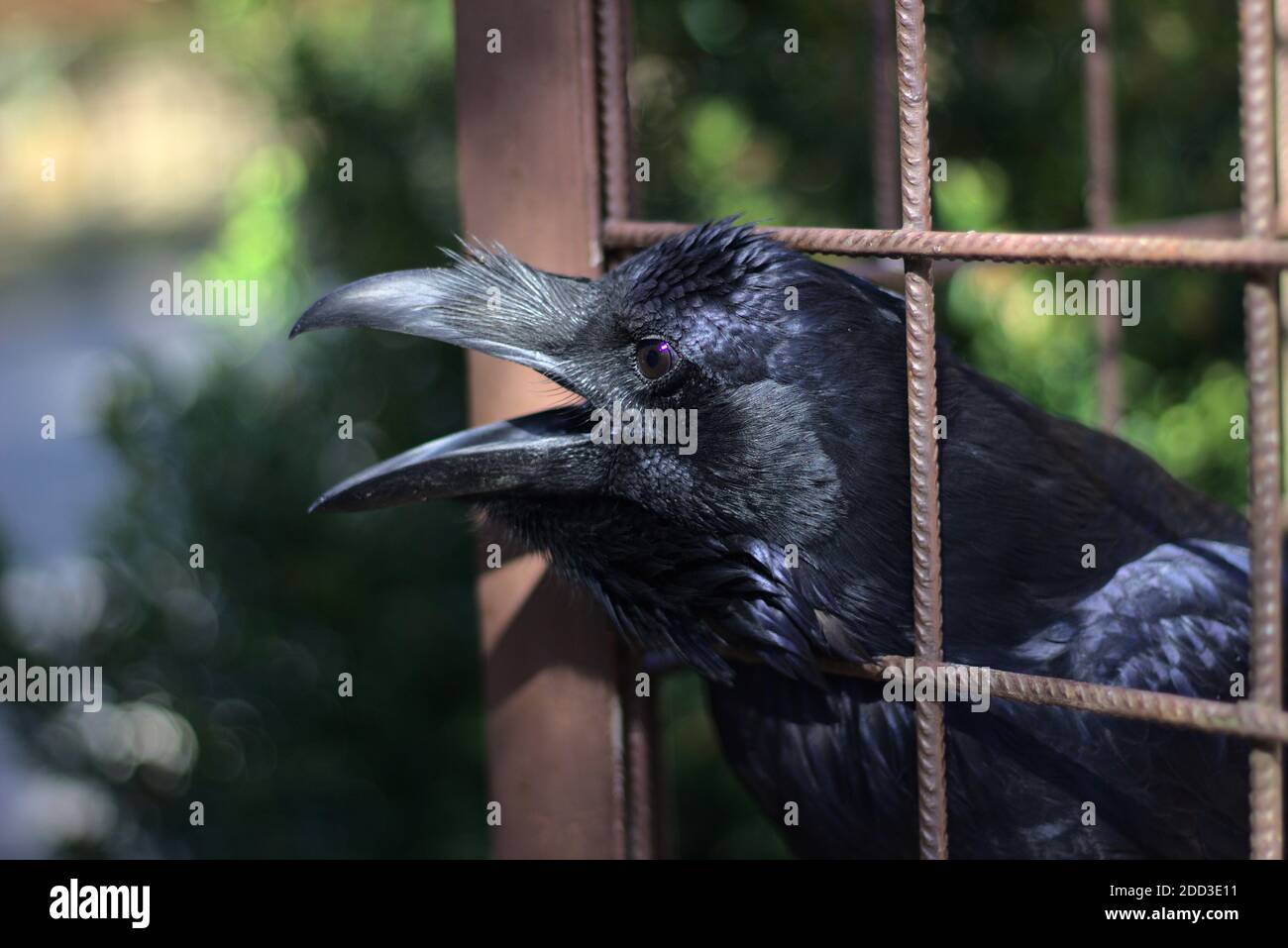Animal rescue station. Rescued birds Stock Photo - Alamy
