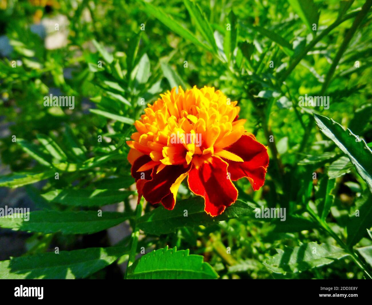 Yellow French Marigold