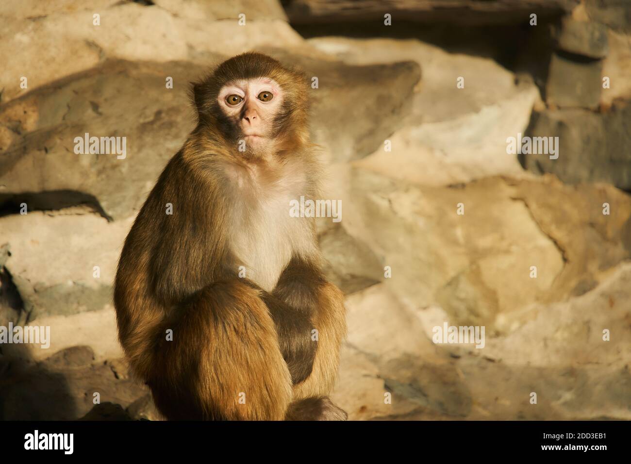 Monkey look hi-res stock photography and images - Alamy