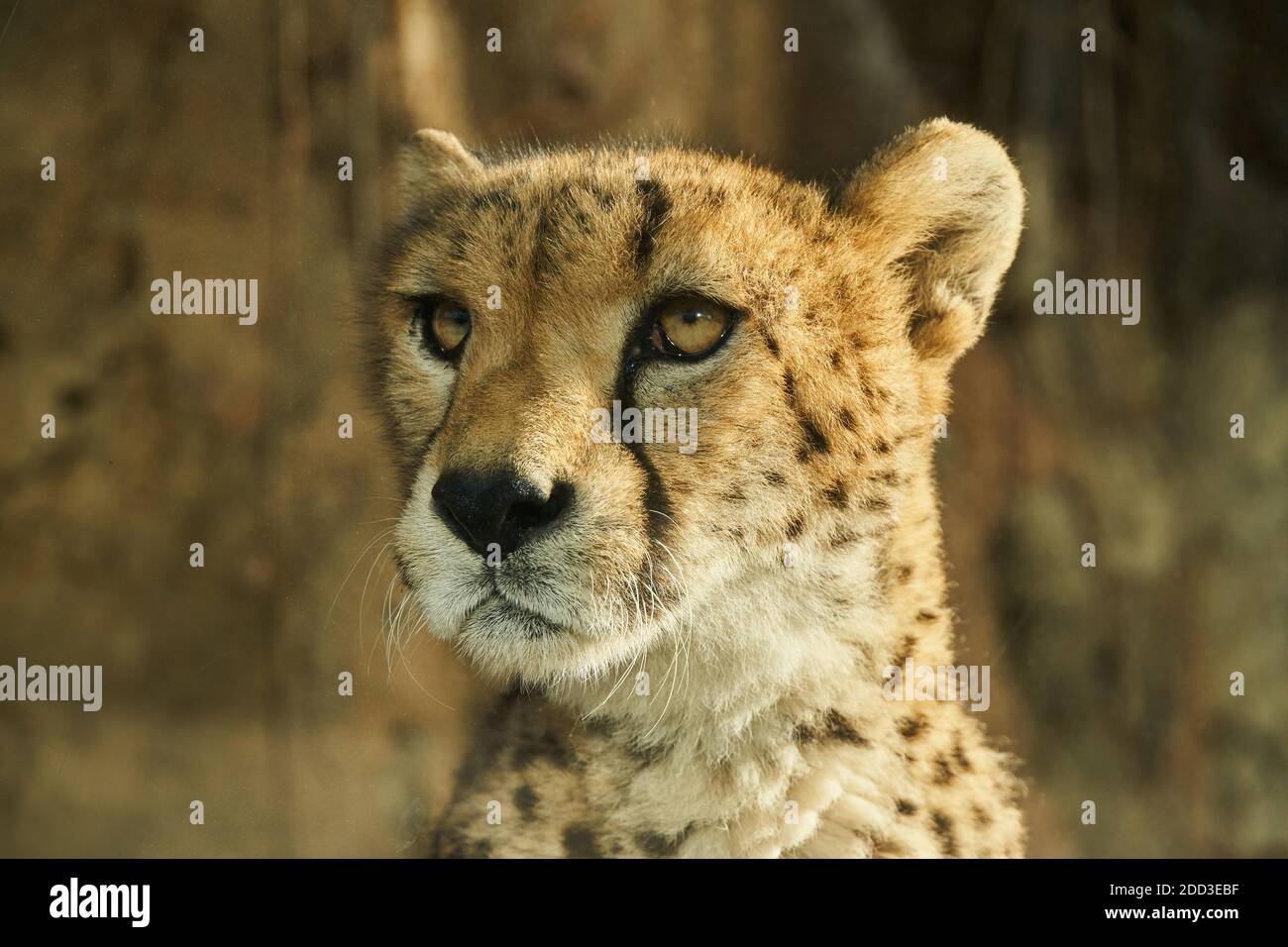 Fierce cheetah hi-res stock photography and images - Alamy