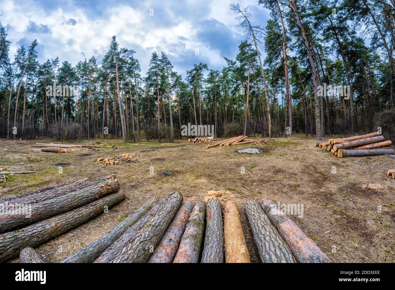 Logging and deforestation.Felled trees, view from above Stock Photo - Alamy