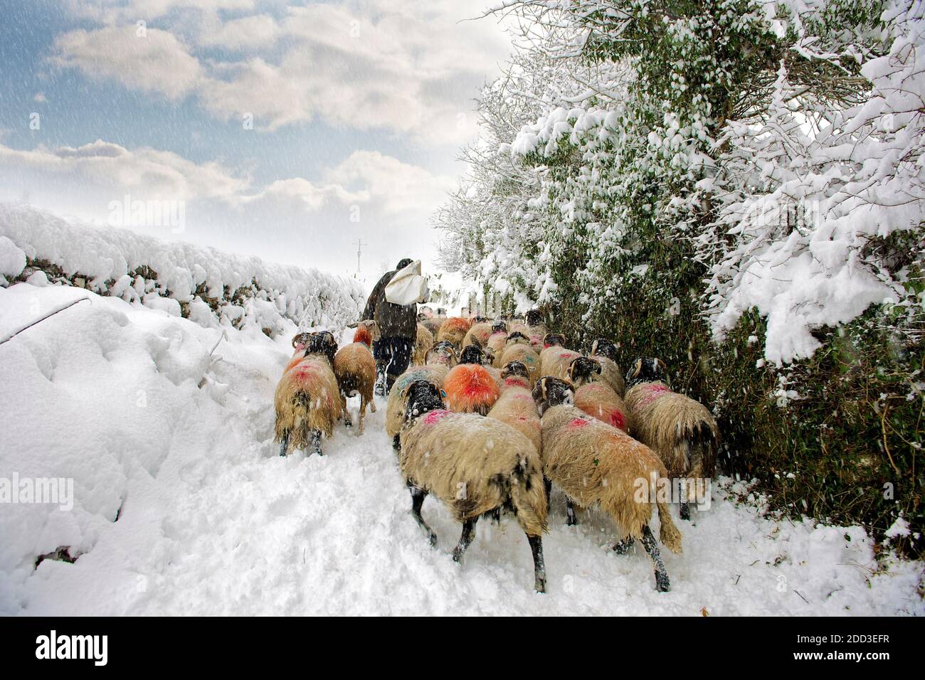 A Yorkshire Shepherd gathers his sheep in the middle of deep winter at ...