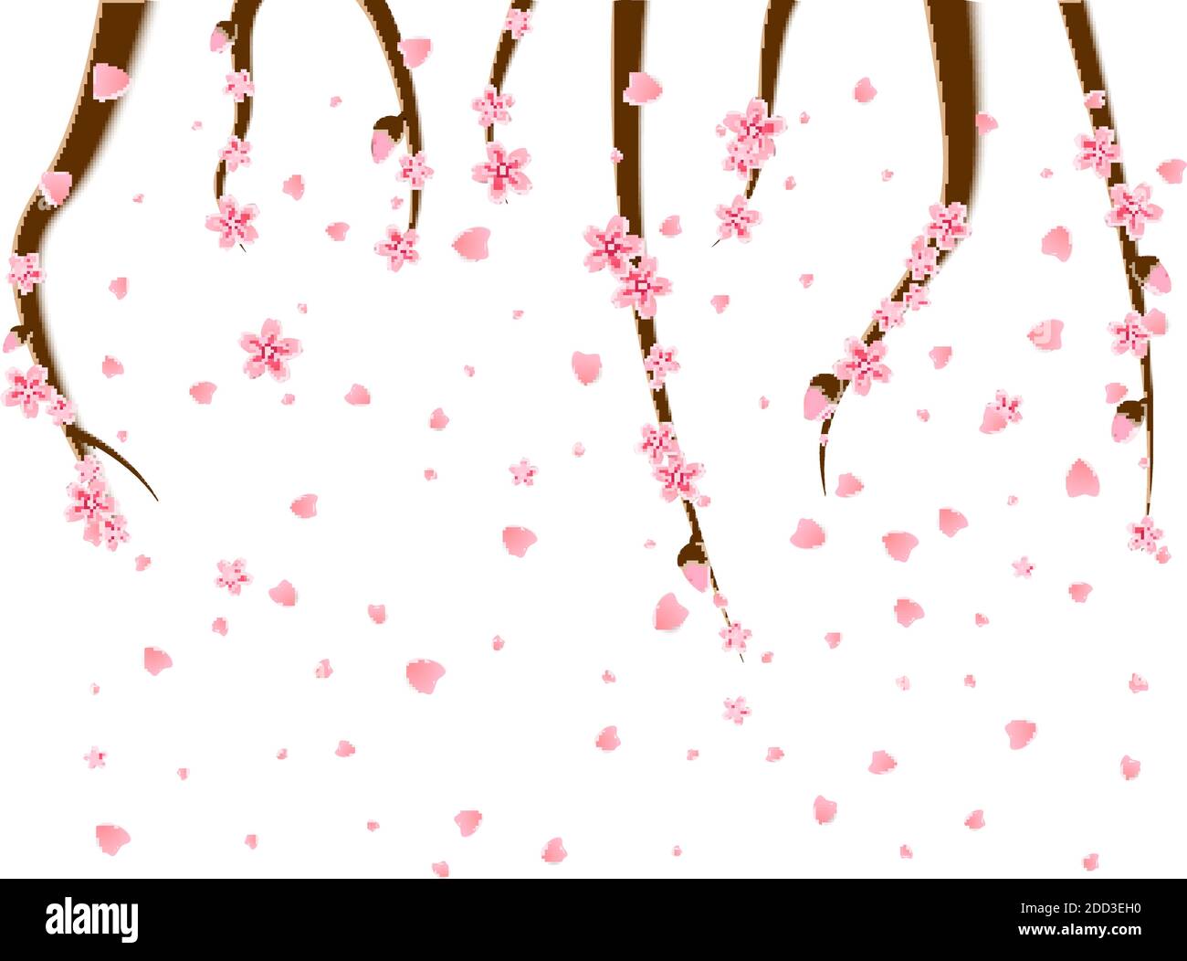Sprigs of cherry tree flowers sakura fall spatter the spring annual ...