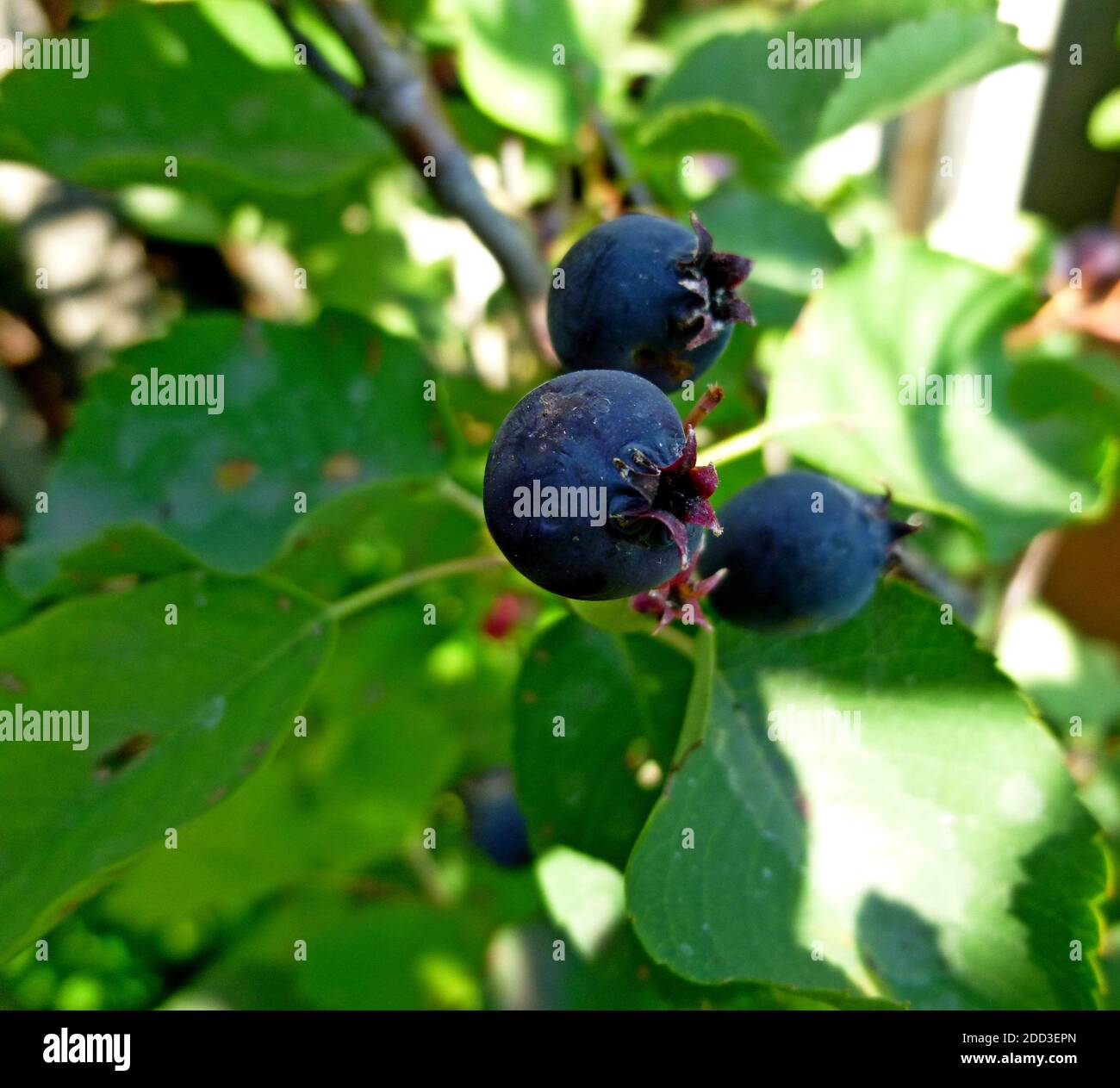 Branch of juneberry. Harvest of shadberry on banch of bush with green ...