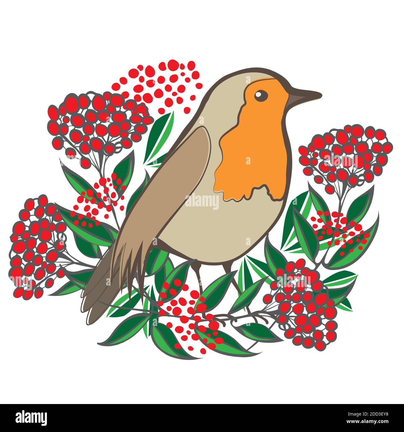 Beautiful Robin Redbreast and cotoneaster berries and leaves. Isolated vector illustration ...