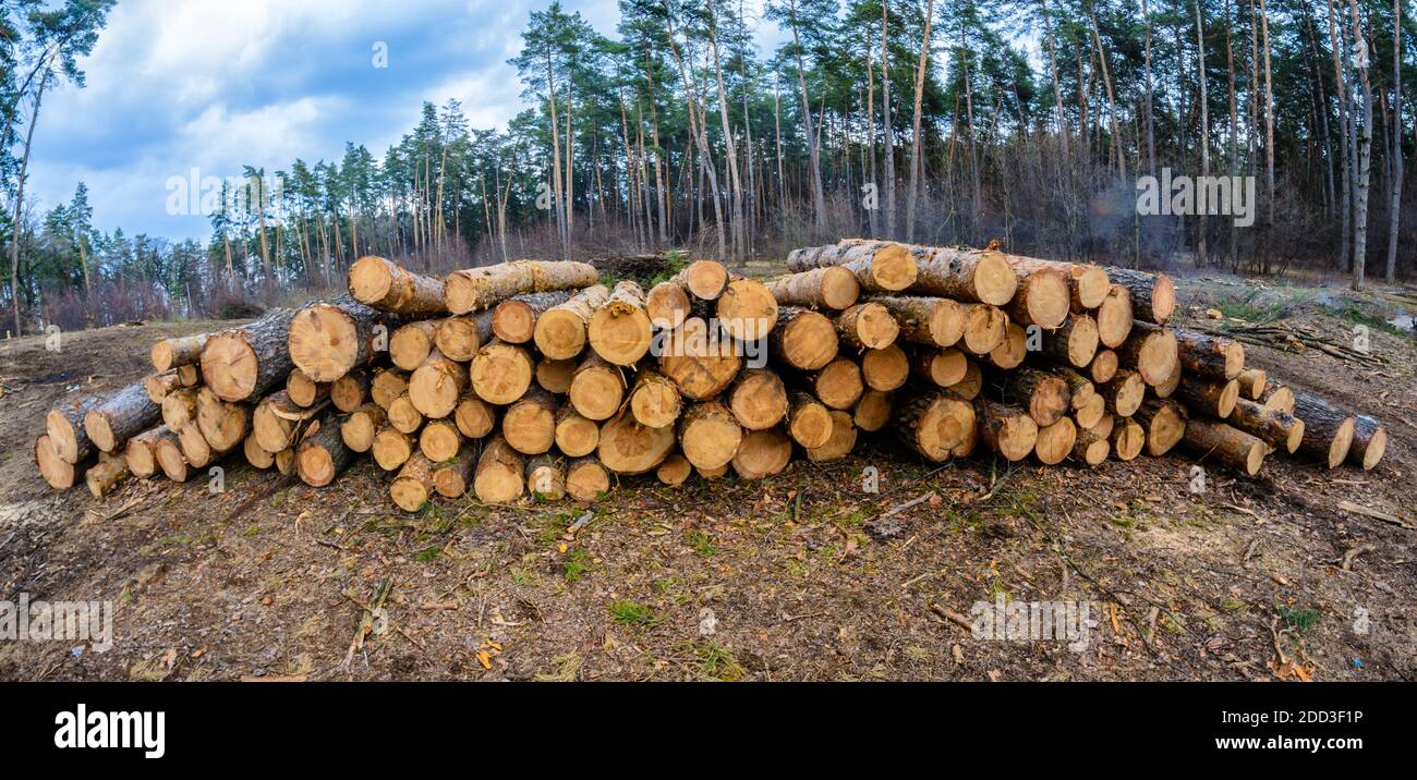 The destruction of the environment. Logs. Billet Stock Photo - Alamy