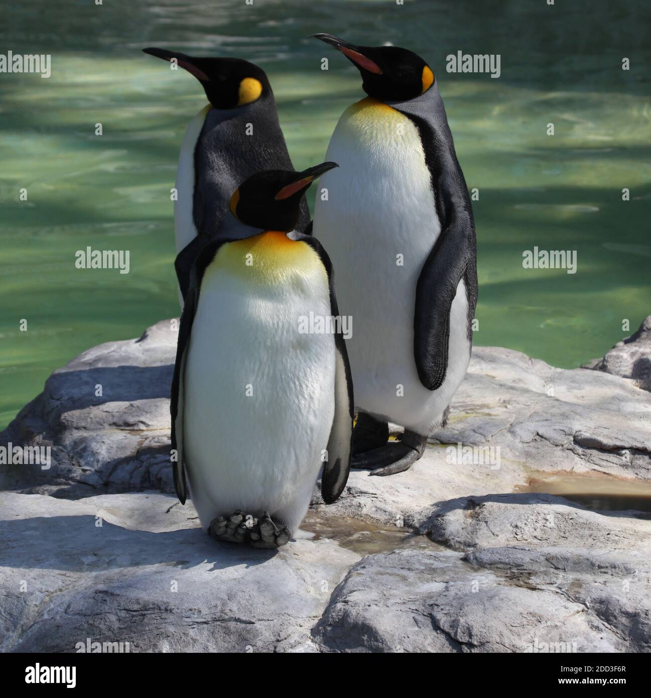 Three Emperor Penguins resting whilst standing Stock Photo - Alamy