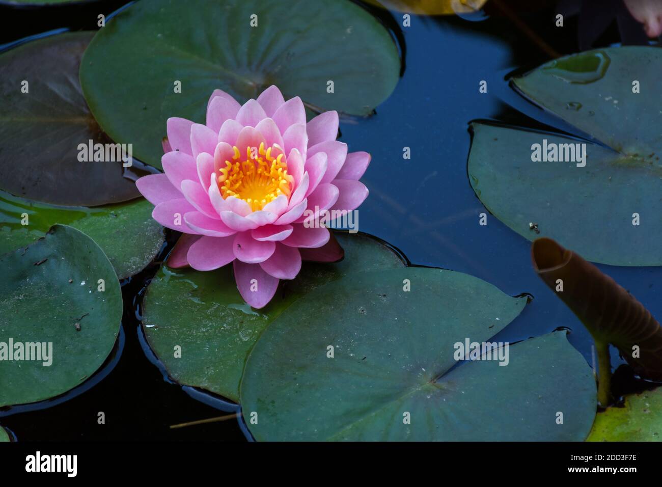 Pink lotuses bloom on an ornamental pond in the garden. Lotus flower ...